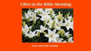 Lilies in the Bible Meaning: Understanding the Symbolism and ...