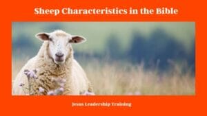 Discovering the Sheep Characteristics in the Bible: A Deeper Understanding