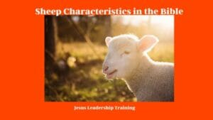 Discovering the Sheep Characteristics in the Bible: A Deeper Understanding