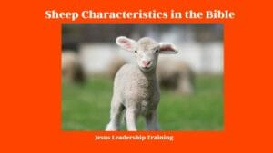 Discovering the Sheep Characteristics in the Bible: A Deeper Understanding